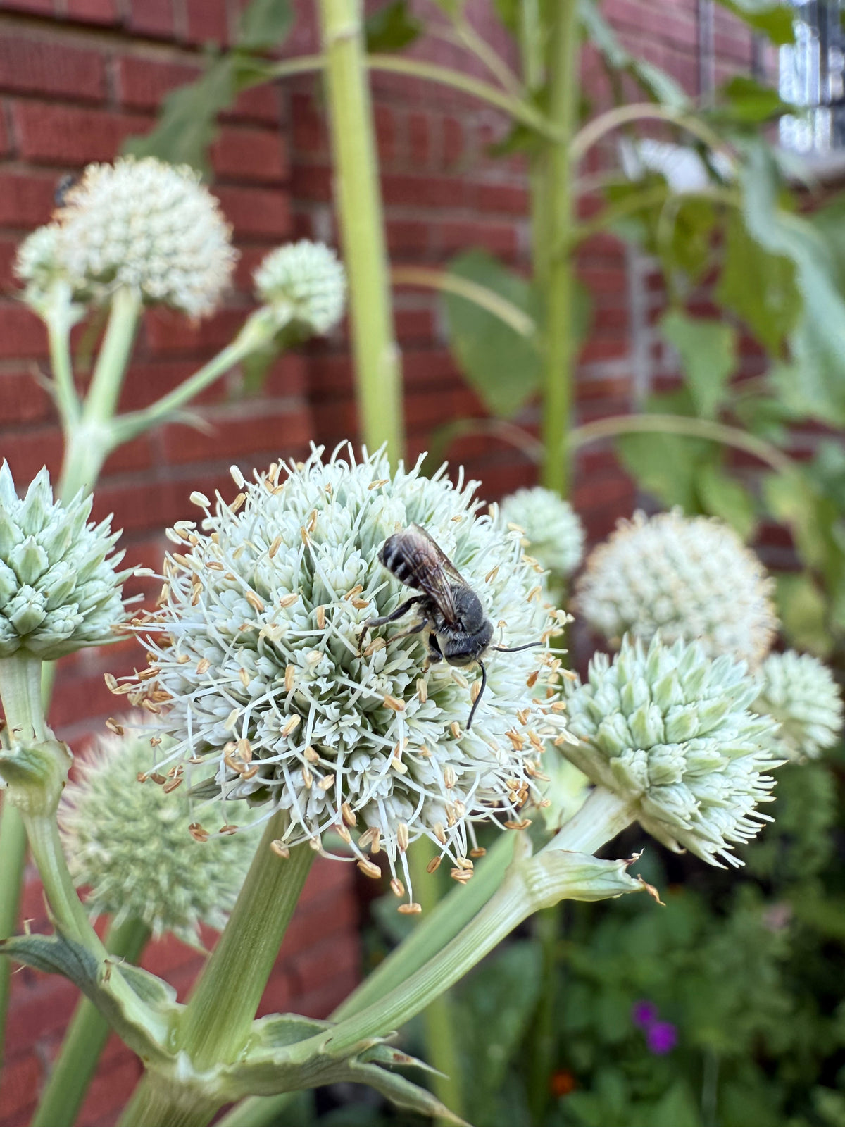 Rattlesnake Master Seeds / Eryngium yuccifolium — Gray's Garden Astoria